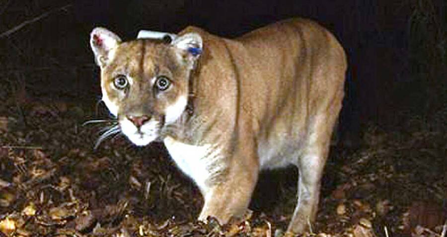 L.A.'s Famous Mountain Lion P-22 Euthanized After Vehicle Strike
