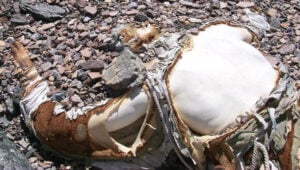 The Bodies On Mount Everest And The Haunting Stories Behind Them