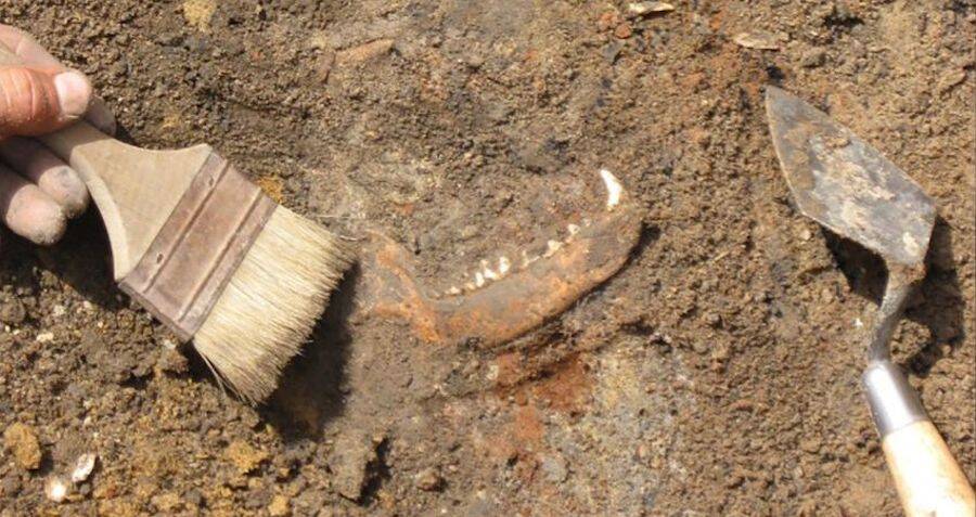 Bones Of Indigenous Dogs Discovered At Site Of Jamestown