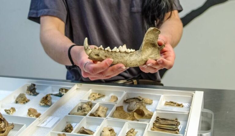 Bones Of Indigenous Dogs Discovered At Site Of Jamestown