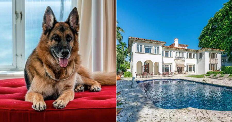 Gunther VI: Richest Dog In The World Or Elaborate Hoax?
