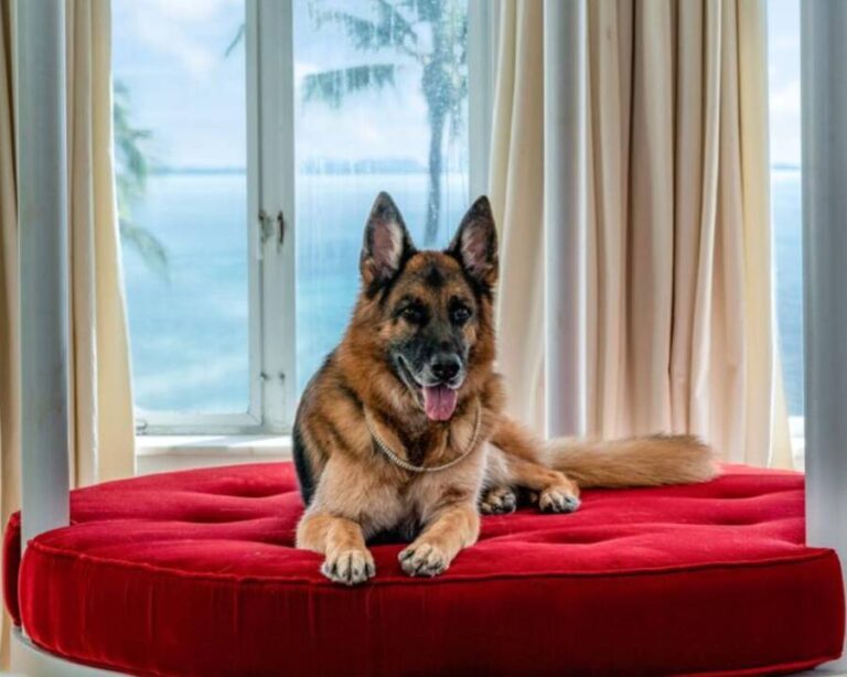 Gunther VI: Richest Dog In The World Or Elaborate Hoax?