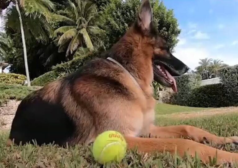 Gunther VI: Richest Dog In The World Or Elaborate Hoax?