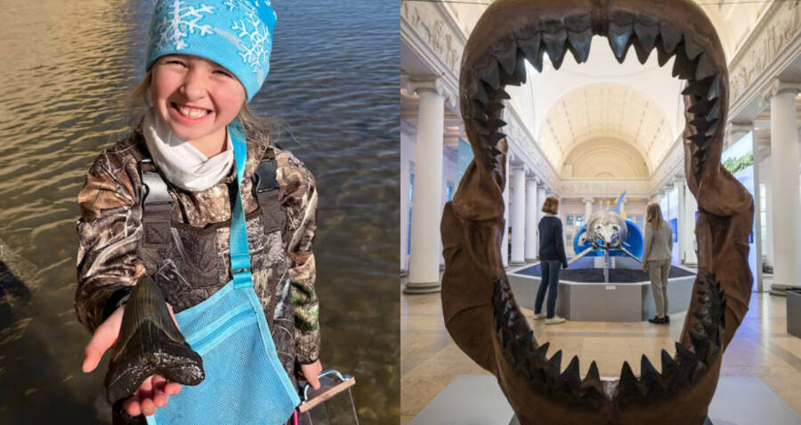 Nine-Year-Old Girl Discovers 15-Million-Year-Old Megalodon Tooth