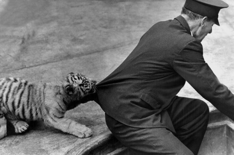 The Tragedy Of Kenny, The Supposed White Tiger With Down Syndrome