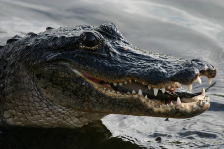 Scientists Combine Alligator DNA With Catfish To Fight Disease