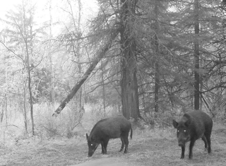 Intelligent Canadian 'Super Pigs' May Soon Spread To U.S.