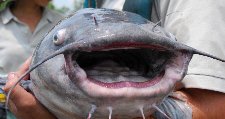 Scientists Combine Alligator DNA With Catfish To Fight Disease