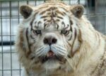 The Tragedy Of Kenny, The Supposed White Tiger With Down Syndrome