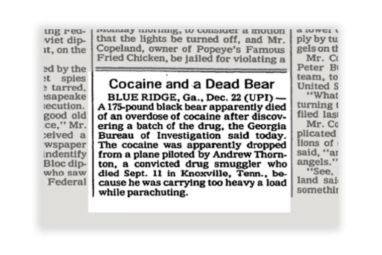 How A Bear Overdosed On Cocaine In 1985 And Inspired The Movie 'Cocaine ...