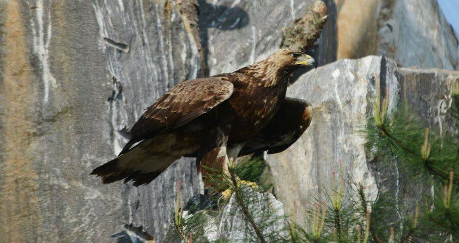 New Photos Capture Flourishing Wildlife In Korean DMZ