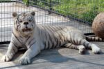 The Tragedy Of Kenny, The Supposed White Tiger With Down Syndrome