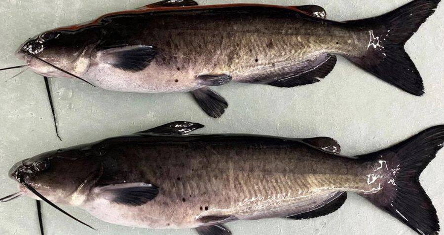 Scientists Combine Alligator DNA With Catfish To Fight Disease