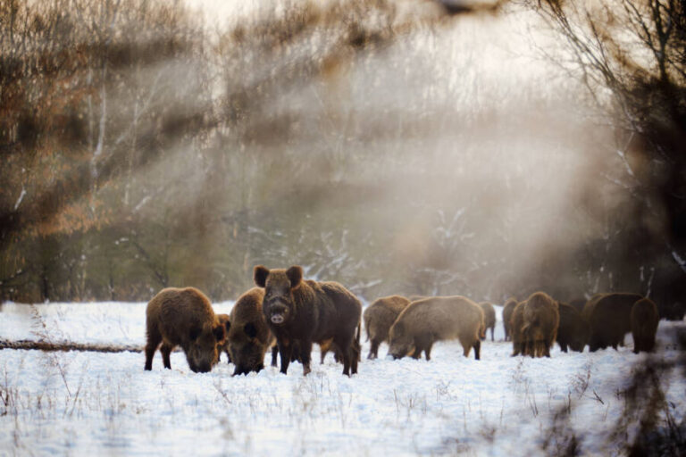 Intelligent Canadian 'Super Pigs' May Soon Spread To U.S.