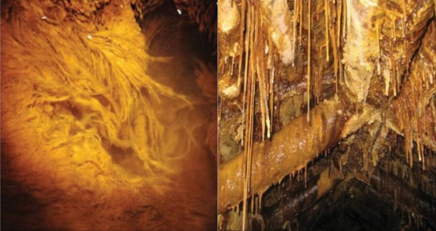 'Alien' Life Forms Discovered In Abandoned Uranium Mine