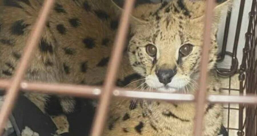 Illegal Exotic Cat Found In Ohio — With Cocaine In Its System