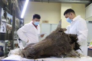 Scientists Hope To Clone An Ancient Bison Found In Permafrost
