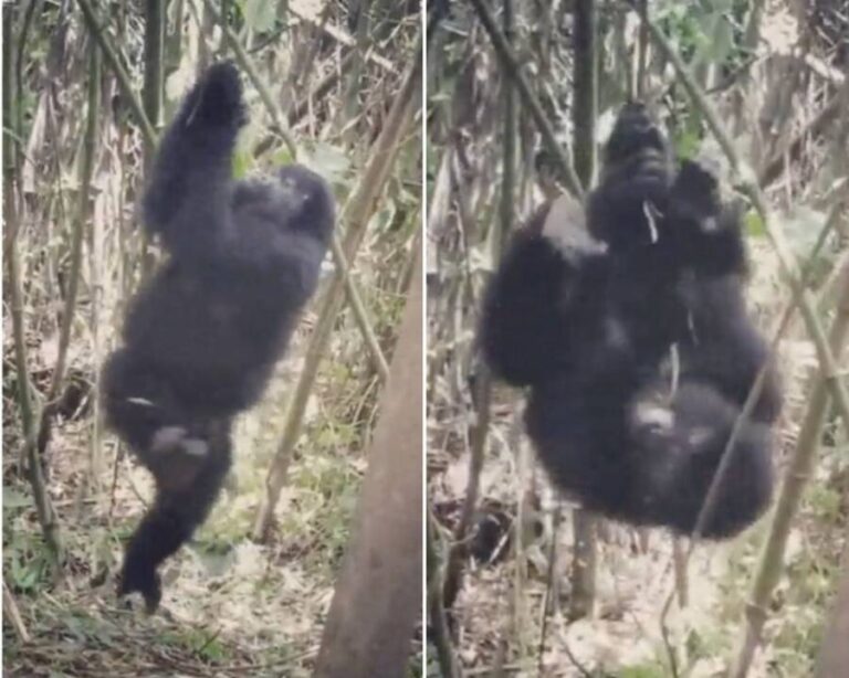 Great Apes May Spin To Get Dizzy On Purpose, Study Suggests