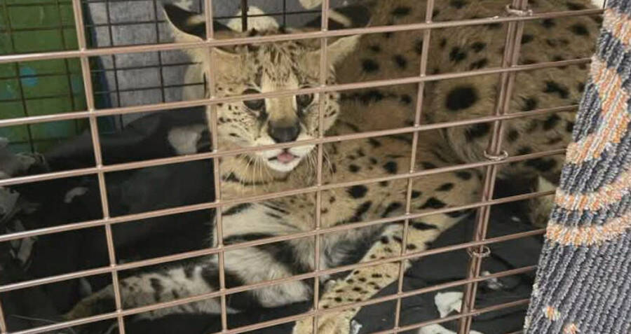 Illegal Exotic Cat Found In Ohio — With Cocaine In Its System
