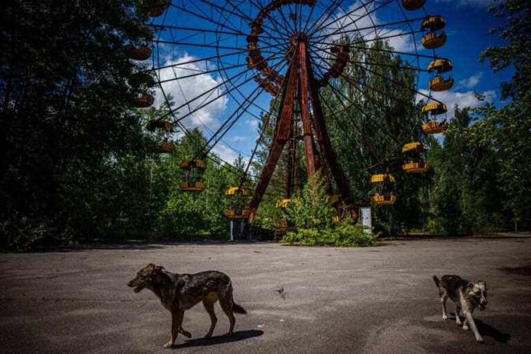 Scientists Find Genetic Distinctions In Chernobyl Dogs