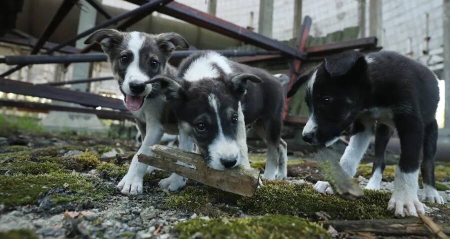 Scientists Find Genetic Distinctions In Chernobyl Dogs