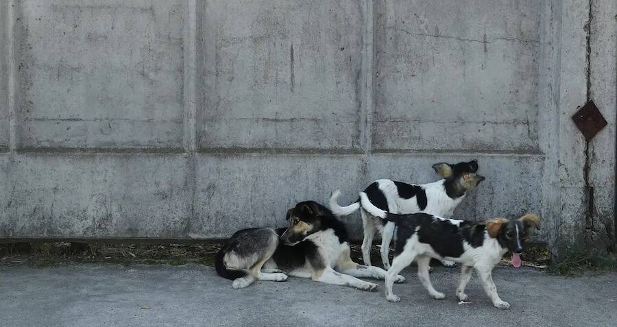 Scientists Find Genetic Distinctions In Chernobyl Dogs