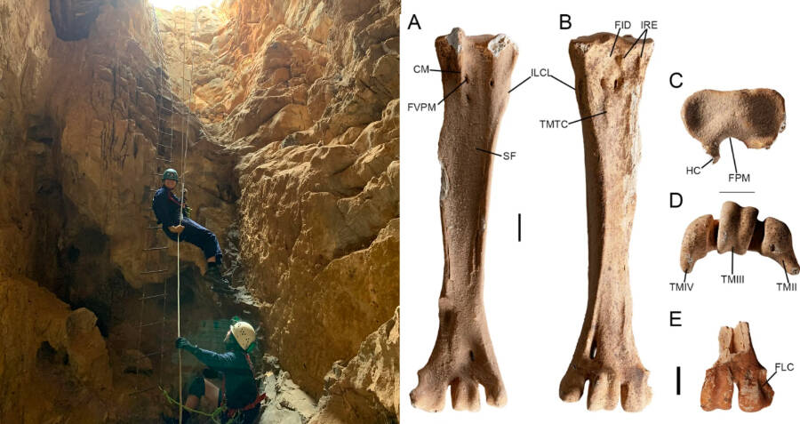 Researchers Identify Extinct Eagle In Australia With A 10-Foot Wingspan