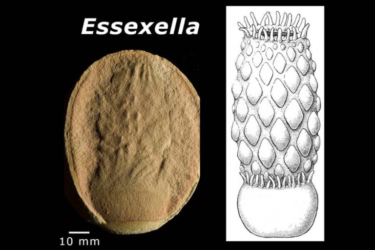 300 Million-Year-Old 'Jellyfish' Fossil Is Actually A Sea Anemone