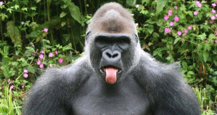 Great Apes May Spin To Get Dizzy On Purpose, Study Suggests