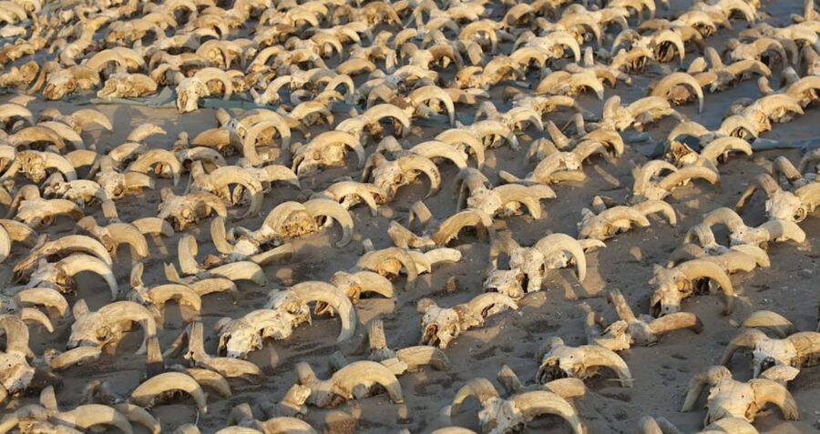 2,000 Rams Heads Found At Egyptian Temple Honoring Ramses II