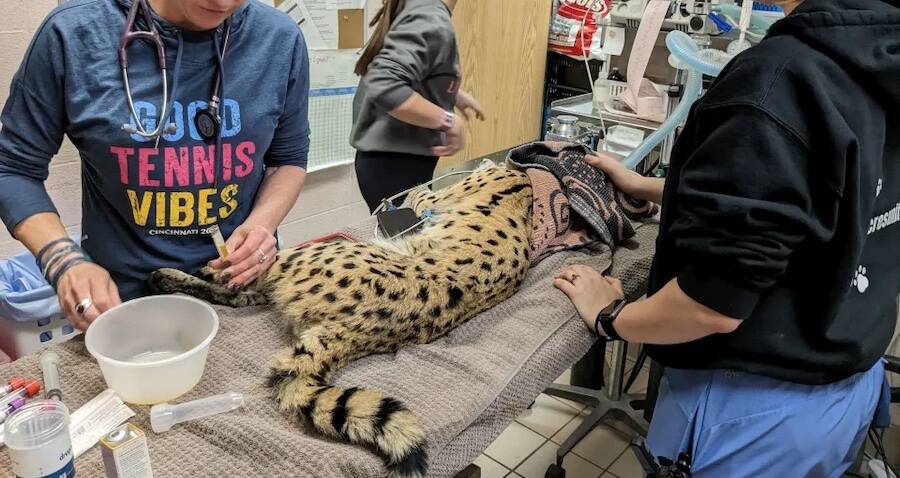 Illegal Exotic Cat Found In Ohio — With Cocaine In Its System