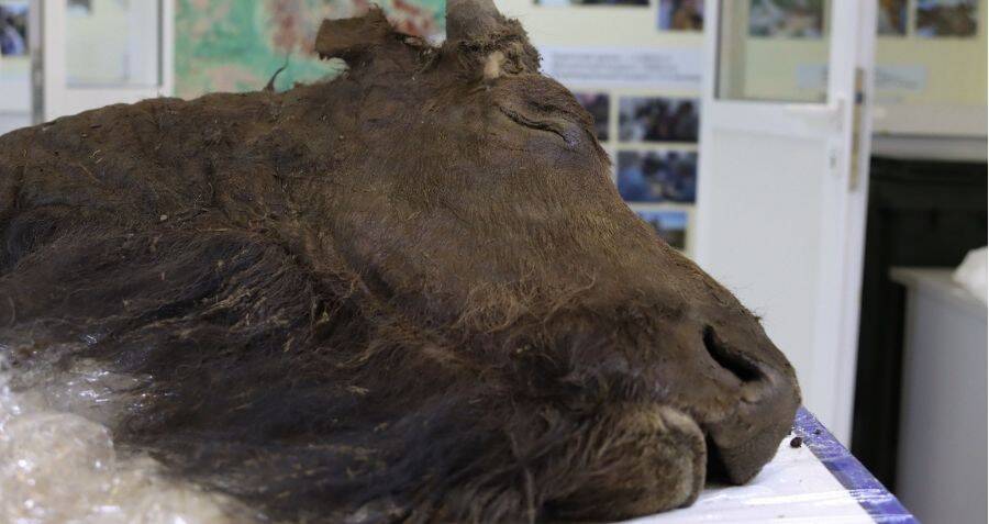 Scientists Hope To Clone An Ancient Bison Found In Permafrost