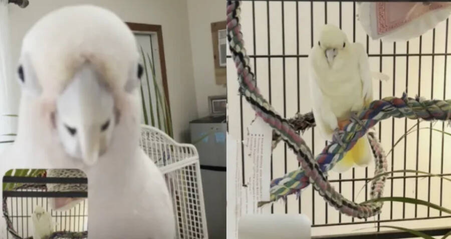 Parrots Trained To Make Bird-To-Bird Video Calls Are Less Lonely