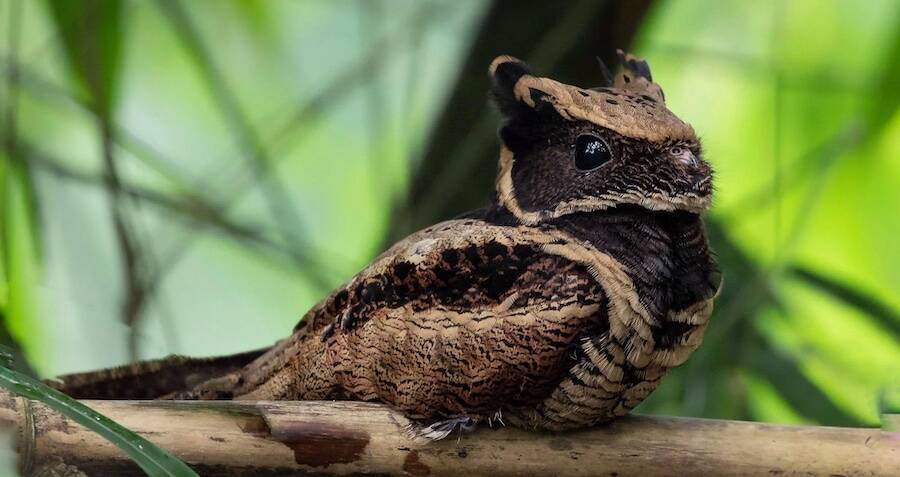 Great Eared Nightjar: The Bird That Looks Like A Baby Dragon