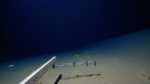 Scientists Film Deepest Fish Ever Recorded Near Japan