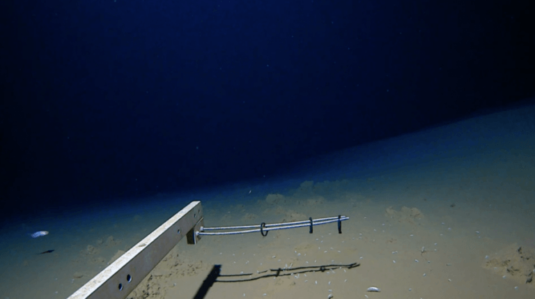 Scientists Film Deepest Fish Ever Recorded Near Japan