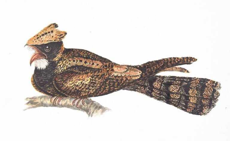 Great Eared Nightjar: The Bird That Looks Like A Baby Dragon