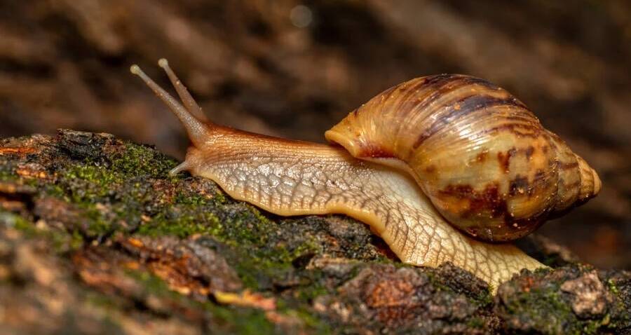 Humans Cooked And Ate Snails 170,000 Years Ago, Study Finds