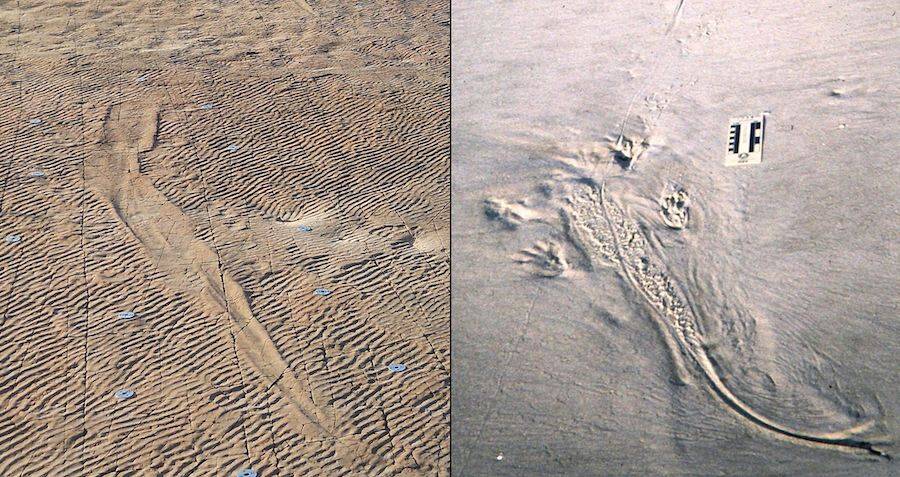 Scientists Discover Footprints Older Than The Dinosaurs