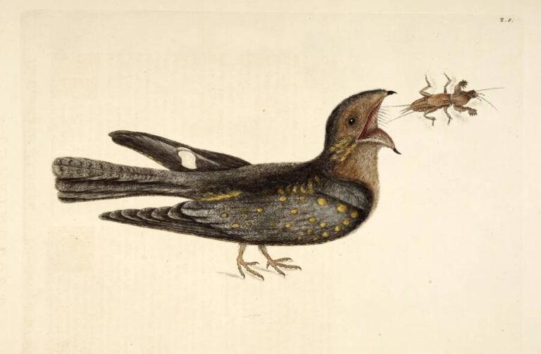 Great Eared Nightjar: The Bird That Looks Like A Baby Dragon