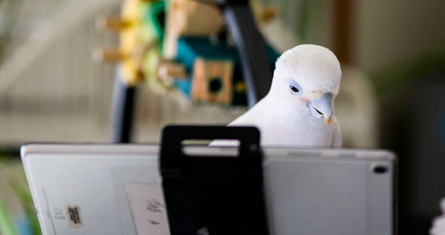 Parrots Trained To Make Bird-To-Bird Video Calls Are Less Lonely