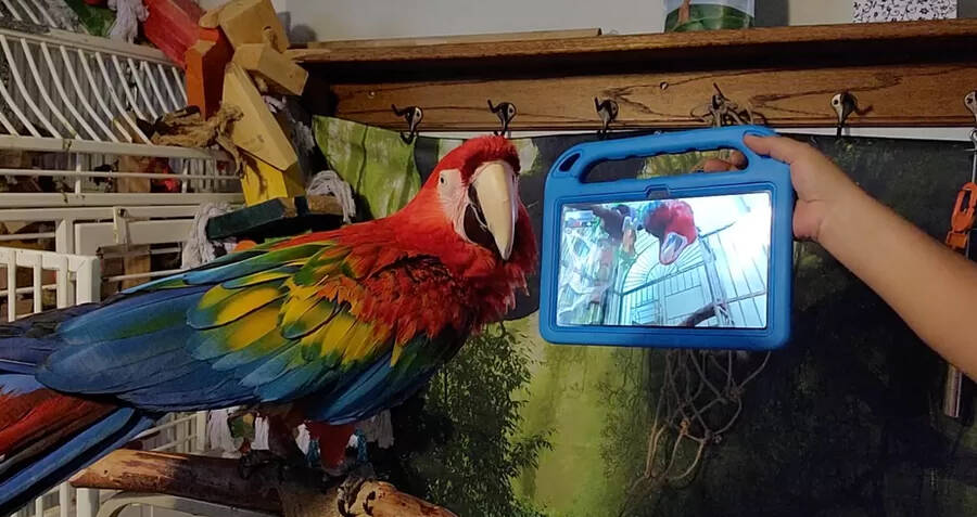 Parrots Trained To Make Bird-To-Bird Video Calls Are Less Lonely