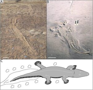 Scientists Discover Footprints Older Than The Dinosaurs