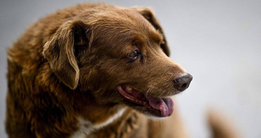 Meet Bobi, The Oldest Living Dog In The World