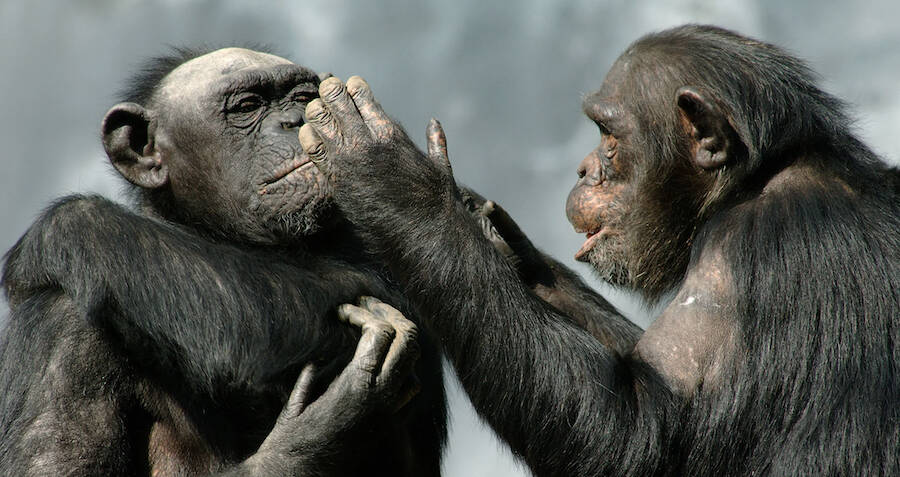 Fake Snake Prank Reveals The Unique Language Of Chimpanzees