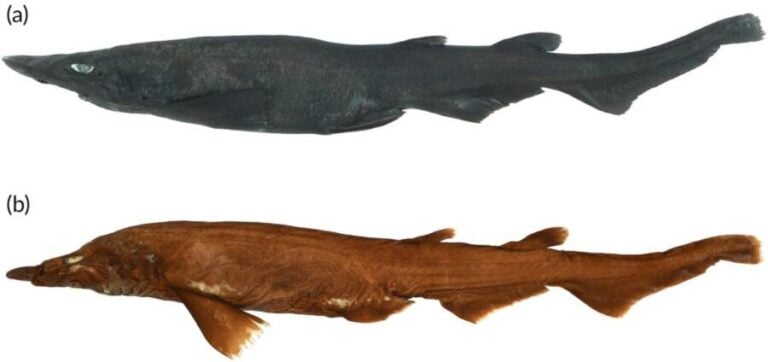 New Deep-Sea Demon Catshark Species Discovered In Australia