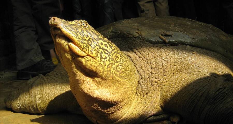 Last Known Giant Yangtze Softshell Turtle Female Dies