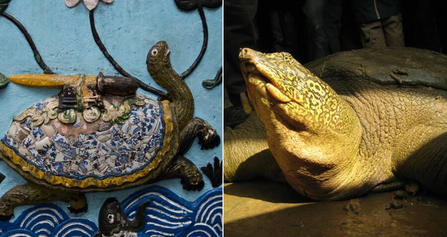 Last Known Giant Yangtze Softshell Turtle Female Dies