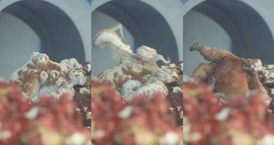 Footage Reportedly Captures An Octopus Having A Nightmare