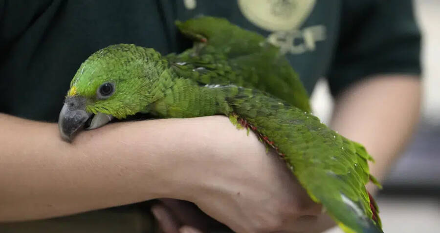 Man Caught Trying To Smuggle Parrot Eggs When They Hatched